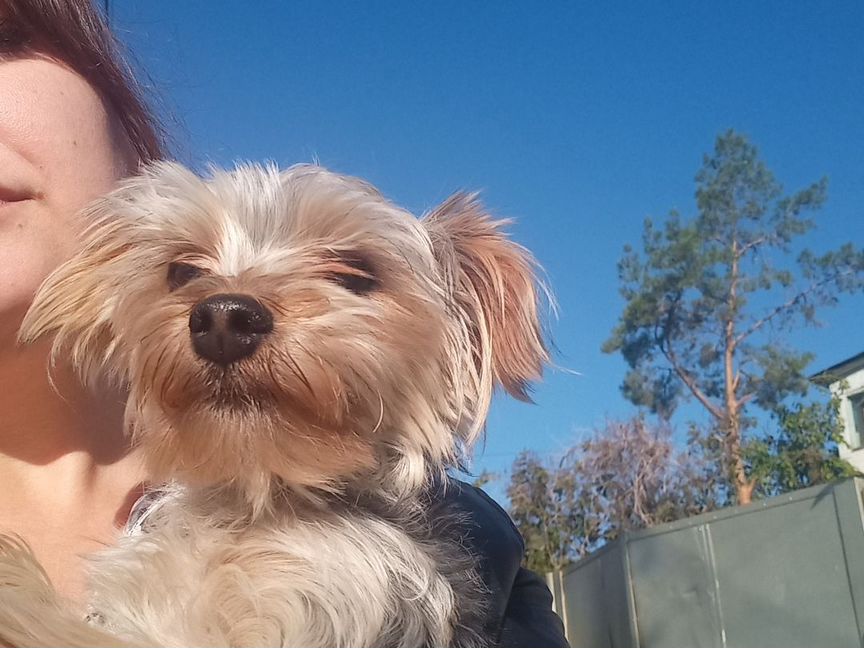 Йоркширский терьер потеряшка