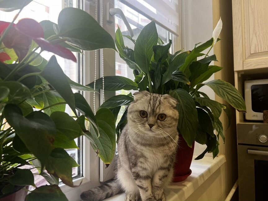 Кот на вязку