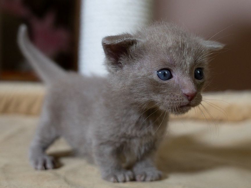 Котята Манчкин на коротких лапках