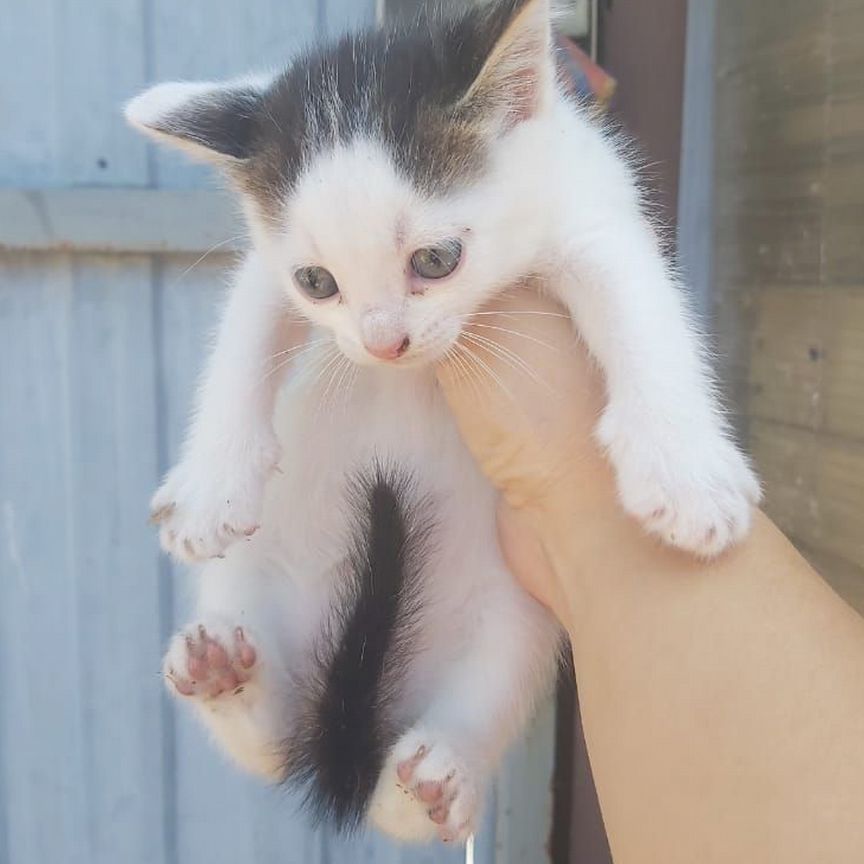 Котята ищут дом/бесплатно