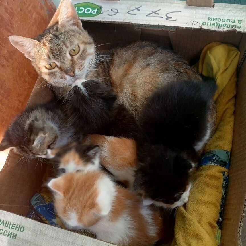 Котята отдам бесплатно