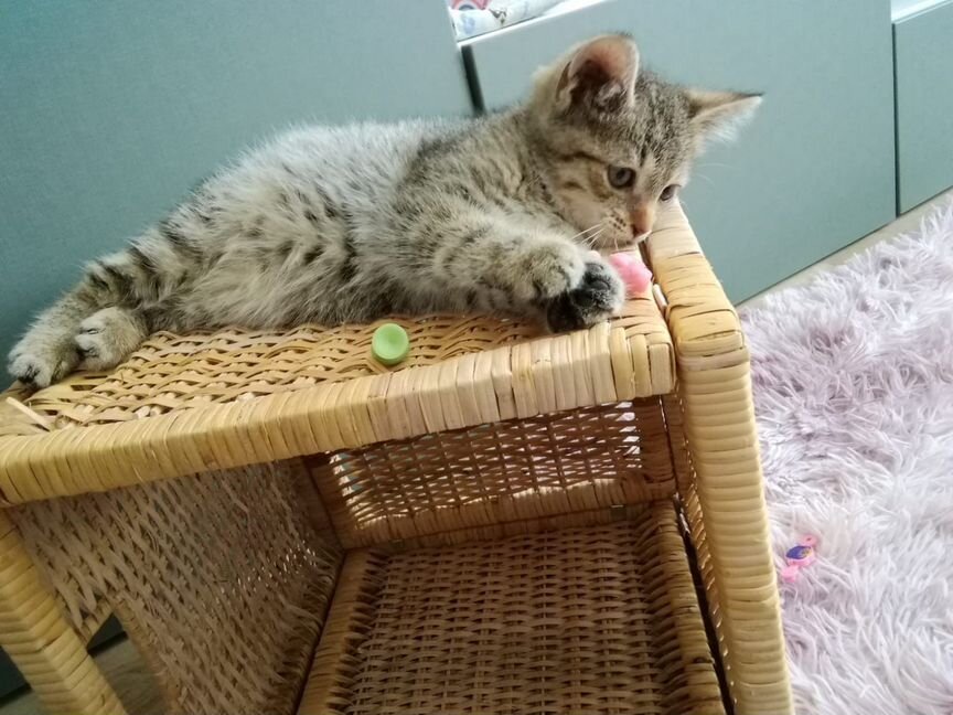 Кошка