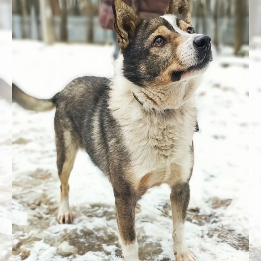 Взрослый пёс в добрые руки