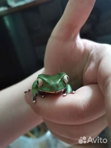 Лягушка обезьяна