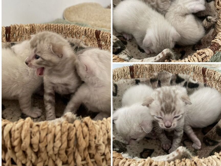 Клубные Бенгальские котята