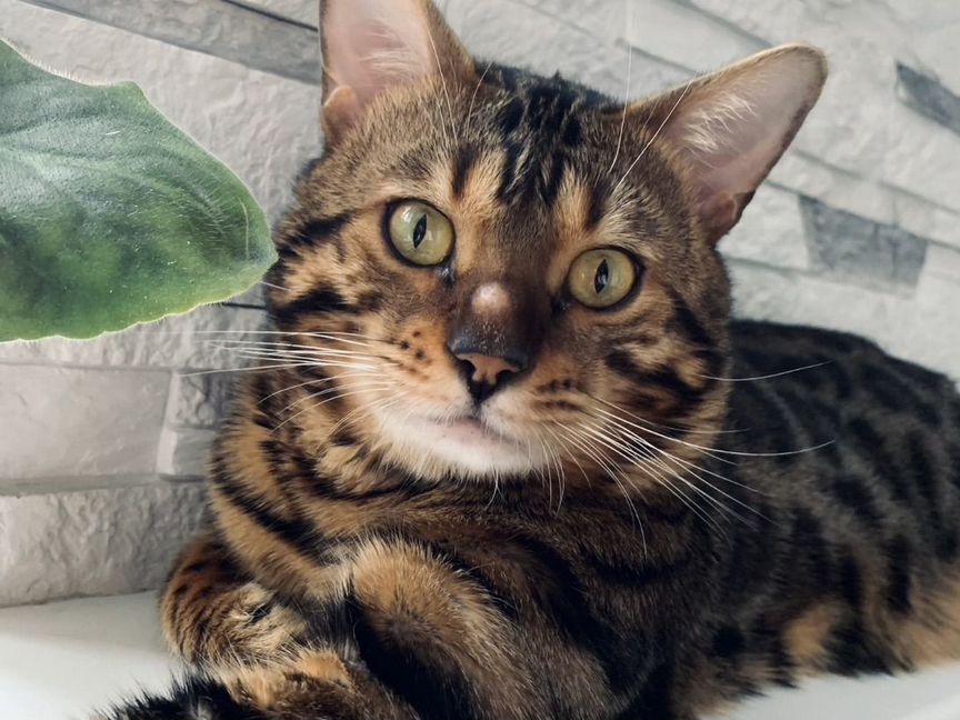Продам Бенгальского кота