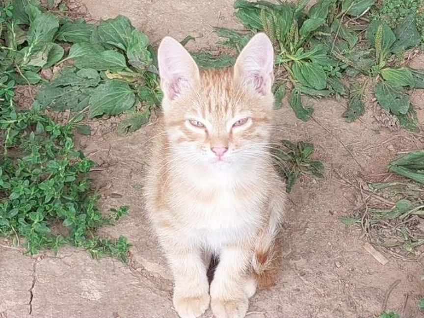 Рыжий котик