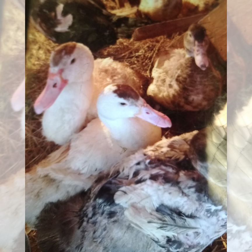 Индоутята 4 мес