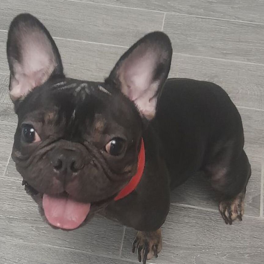 Французский бульдог в добрые руки
