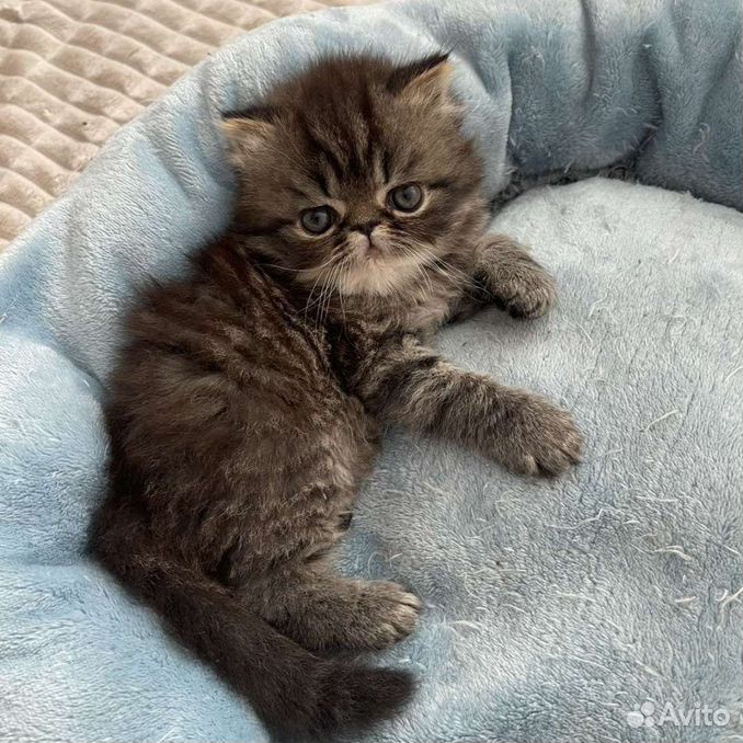 Чистокровные экзотические котята