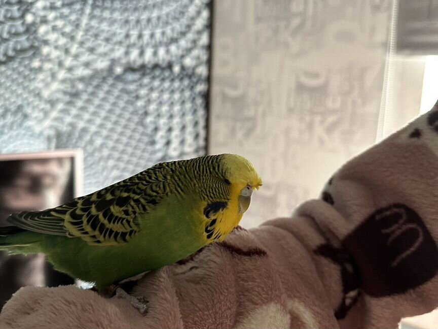 Ручной волнистый попугай (чех)