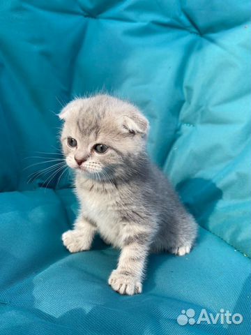 Британские вислоухие котята мальчики