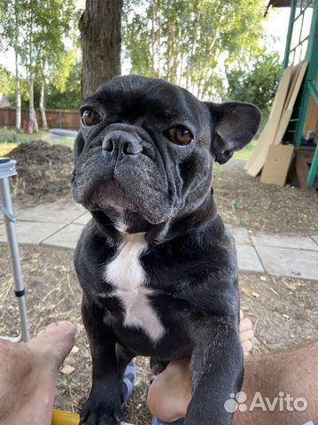 Вязка французский бульдог