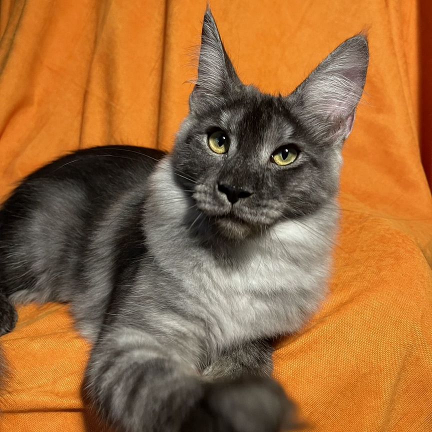 Черный дымчатый котенок-волчонок