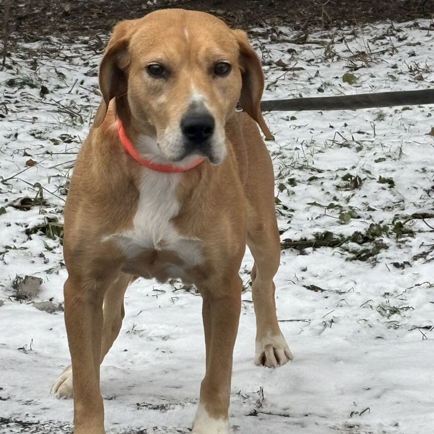 Собака в добрые руки отдам бесплатно