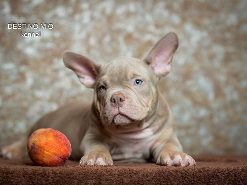 Американский булли щенки