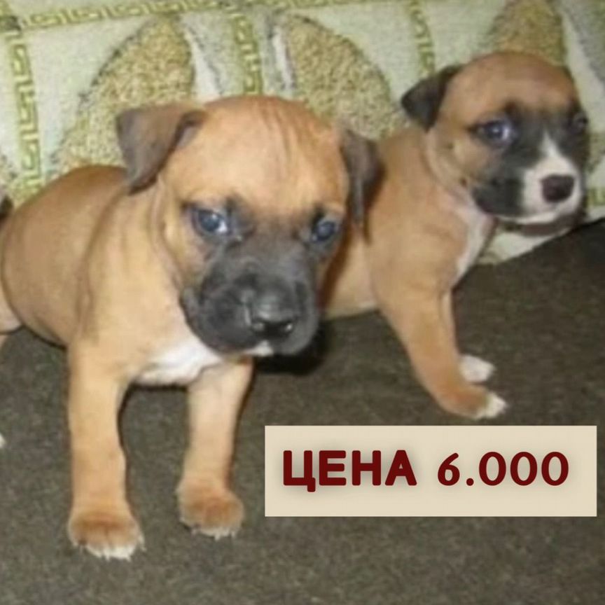 Американский питбультерьер, щенок