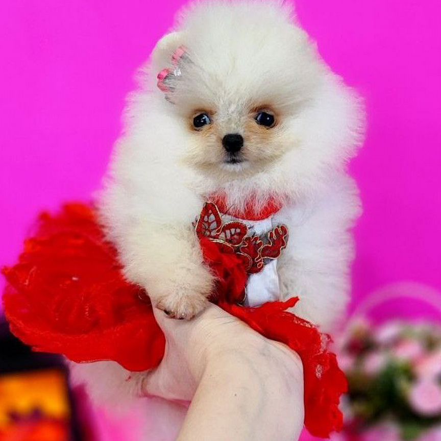 Померанский шпиц, щенок