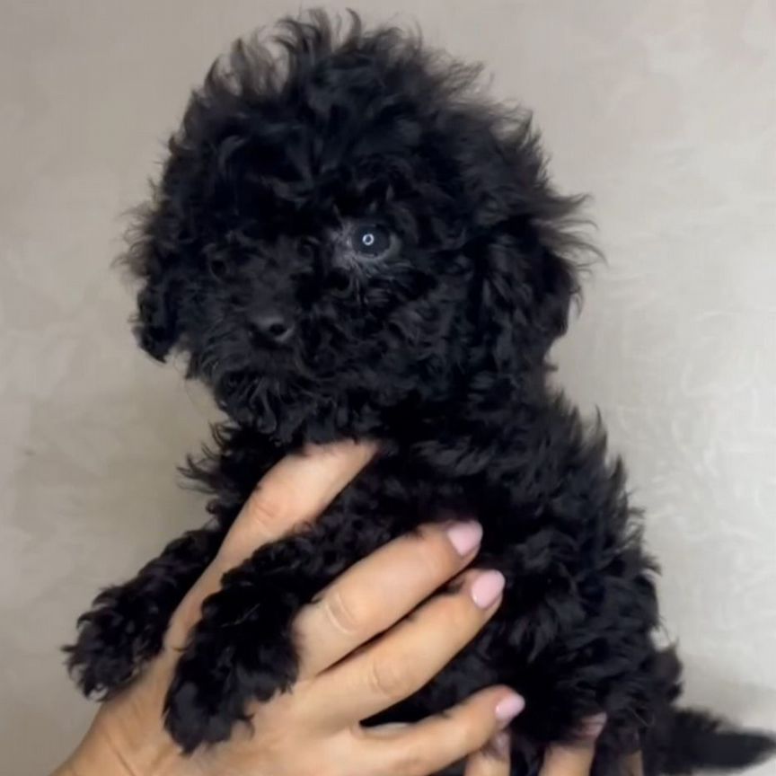 Той-пудель, щенок