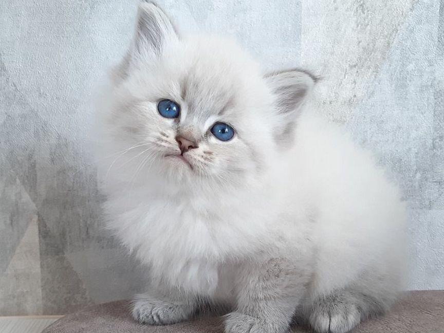 Невские маскарадные котята