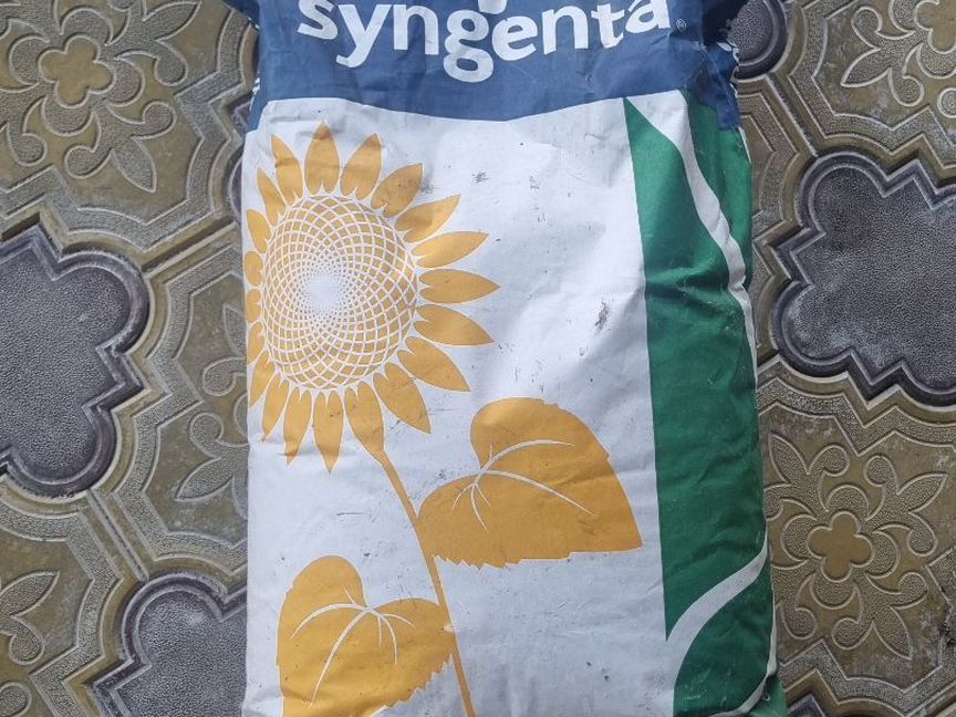 Семена подсолнечника