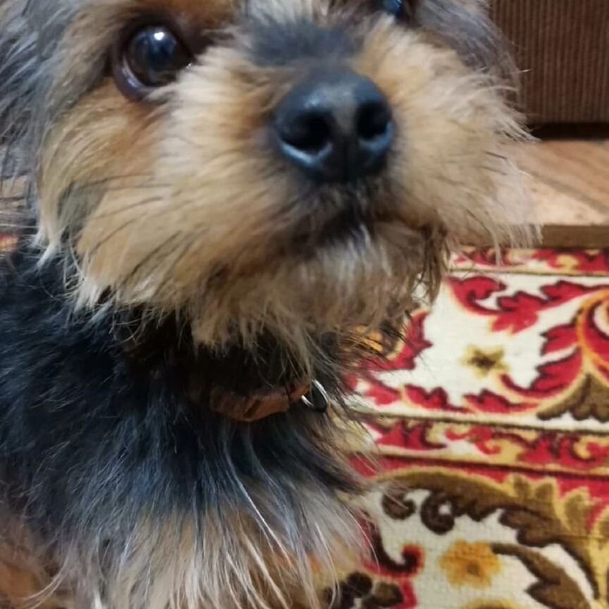 Маленькая собачка в добрые руки