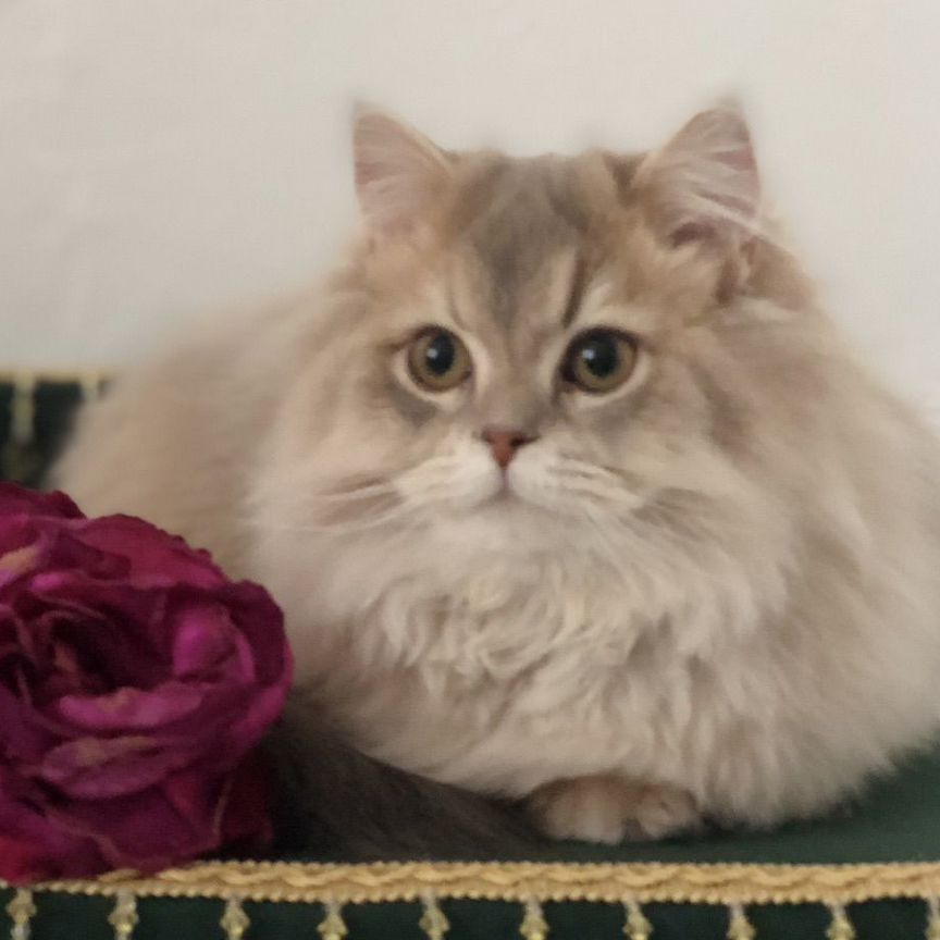 Хайленд страйт котята