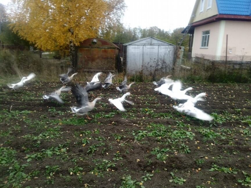 Гуси линда и серая тамбовская