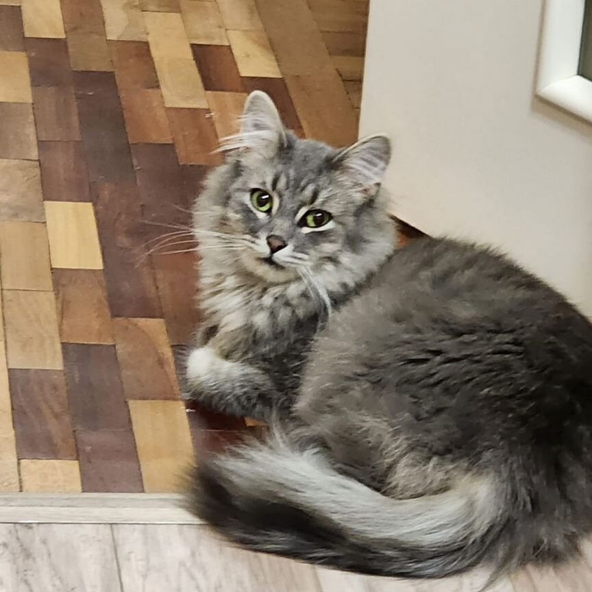 Котик