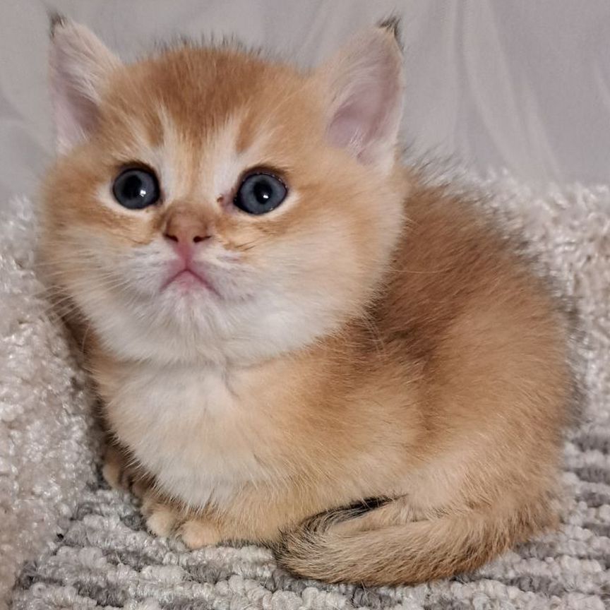 Британский котик