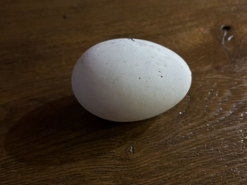 Гусиное яйцо