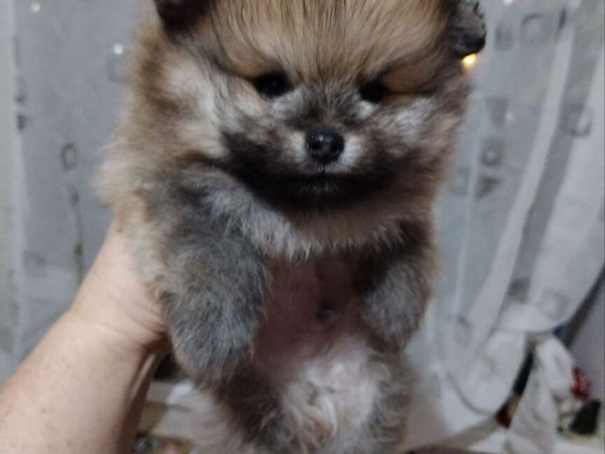 Померанский шпиц мальчик