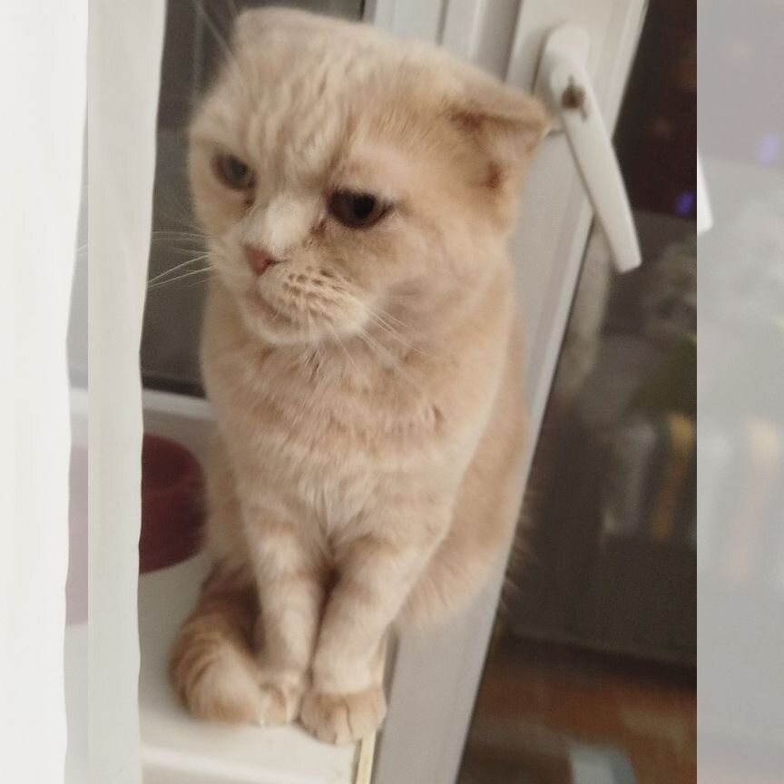 Шотландская вислоухая короткошёрстная, взрослая кошка