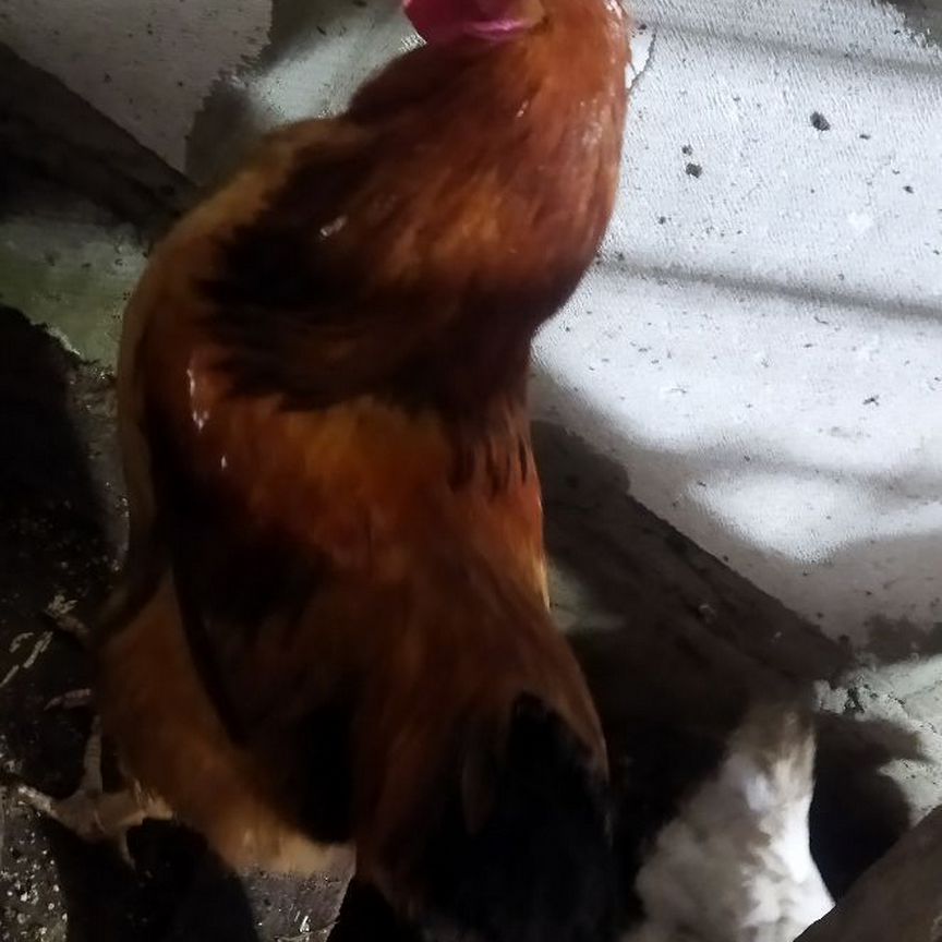 Домашние молодые петухи