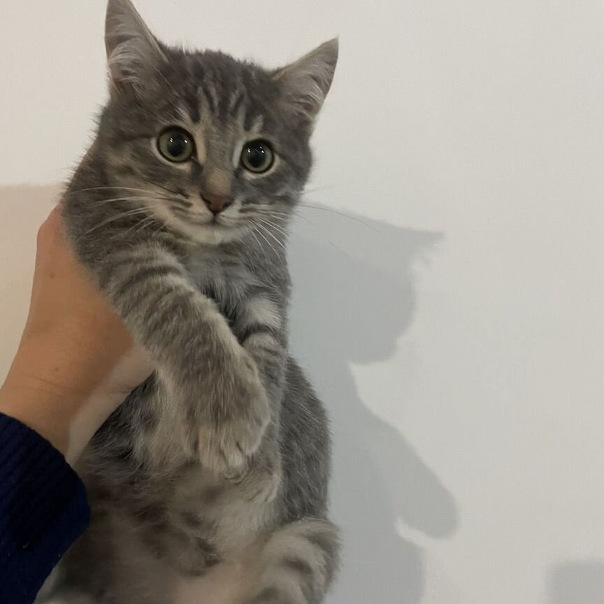 Котенок мальчик серый