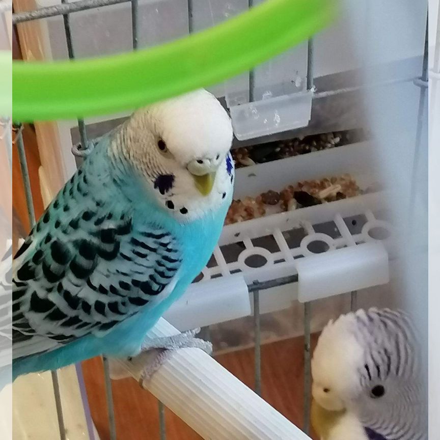 Волнистый попугай