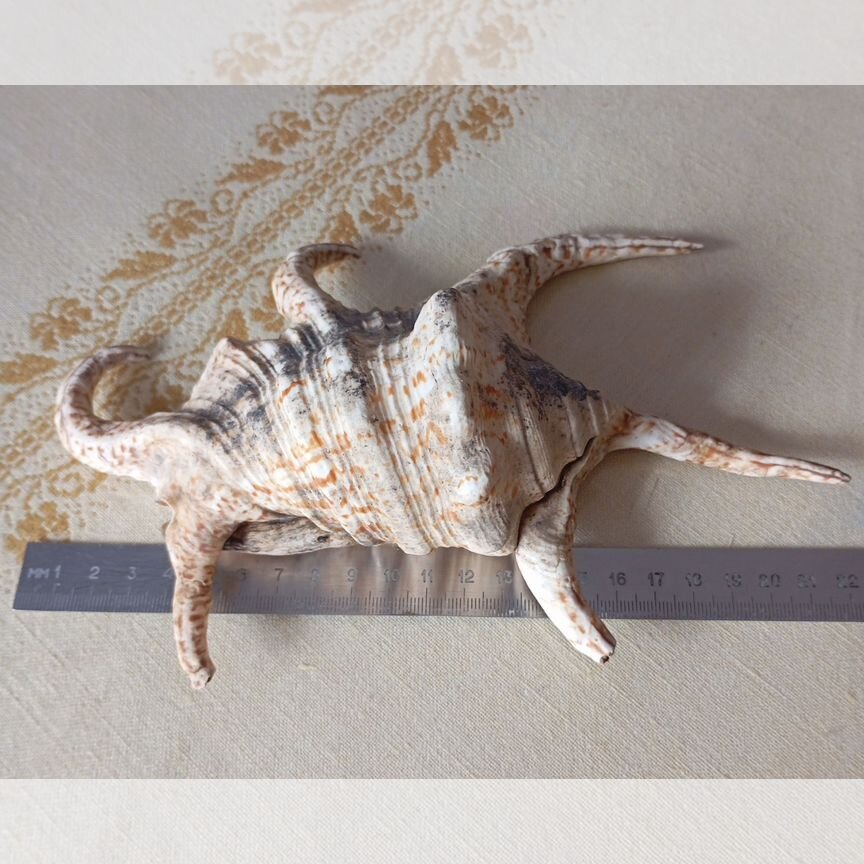 Ракушка морская большая