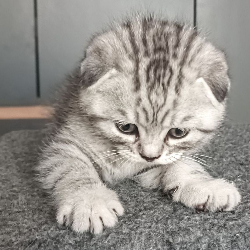 Шотландский вислоухий короткошёрстный котёнок