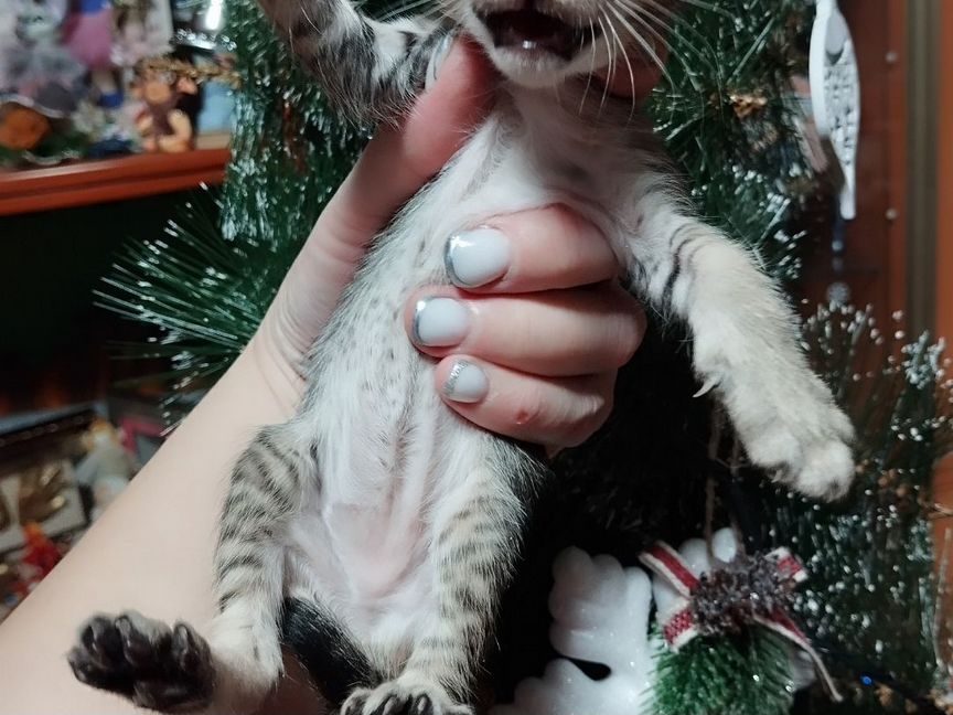 Ориентальные котята