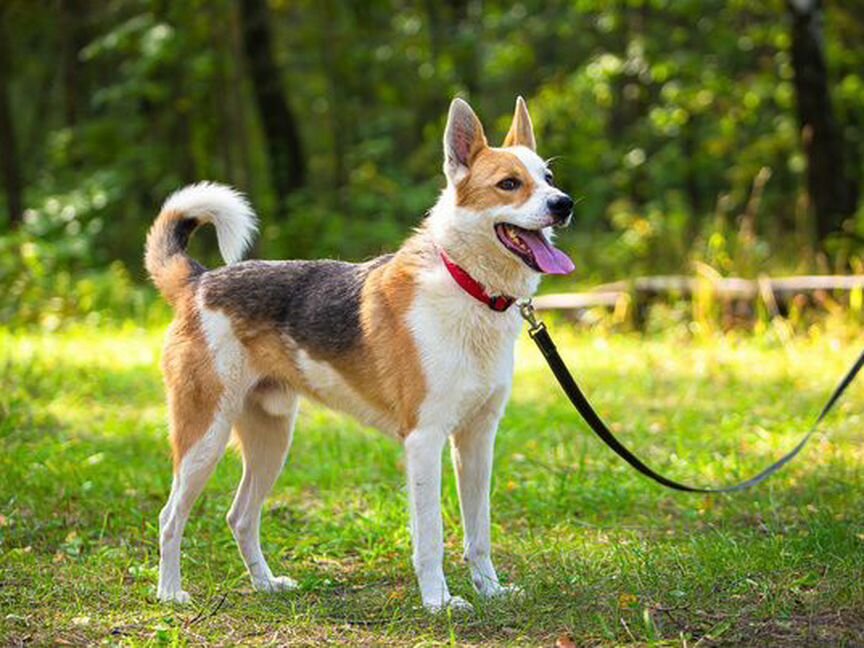 Джек в добрые руки