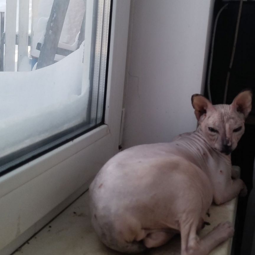 Канадский сфинкс, взрослая кошка