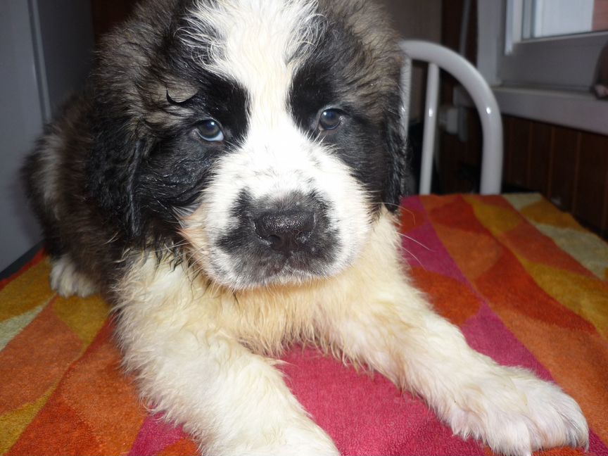 Московская сторожевая