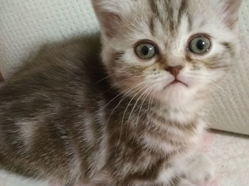 Продам шотландского котенка