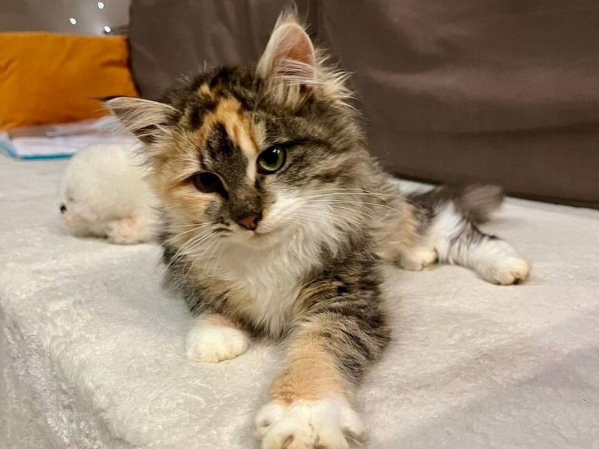 Котëнок девочка в добрые руки