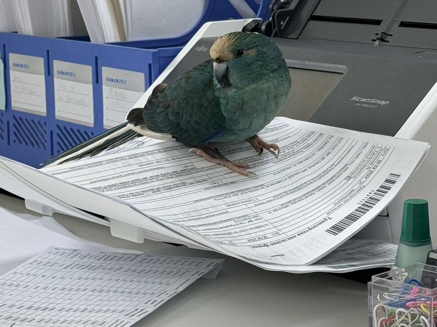 Попугай какарик