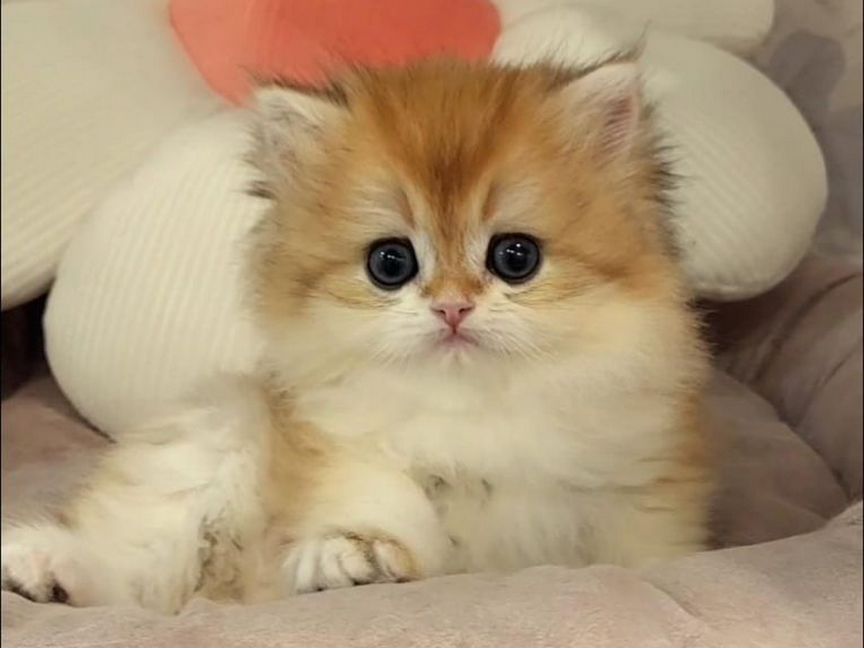 Шотландский золотой мальчик