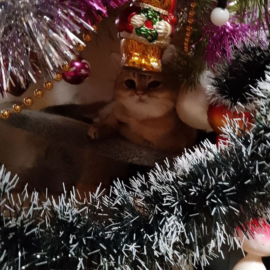 Шотландский вислоухий короткошёрстный котёнок