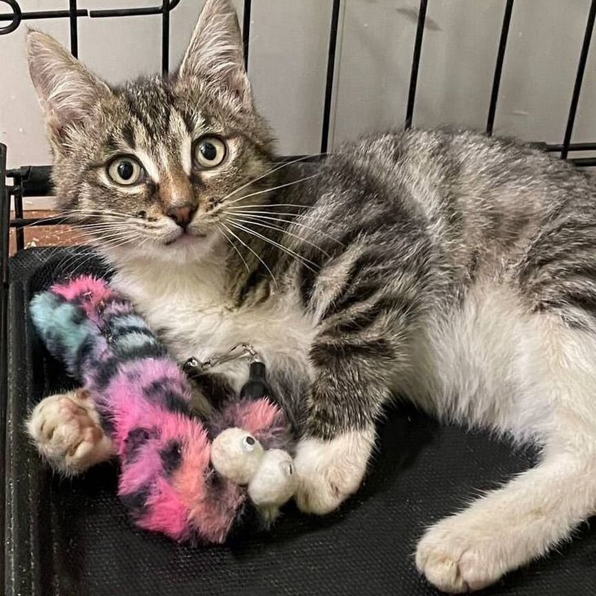 Котёнок в добрые руки