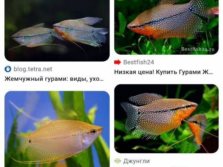 Рыбка жемчужная гурами
