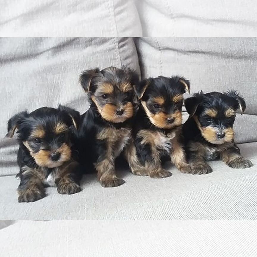 Йоркширский терьер, щенок